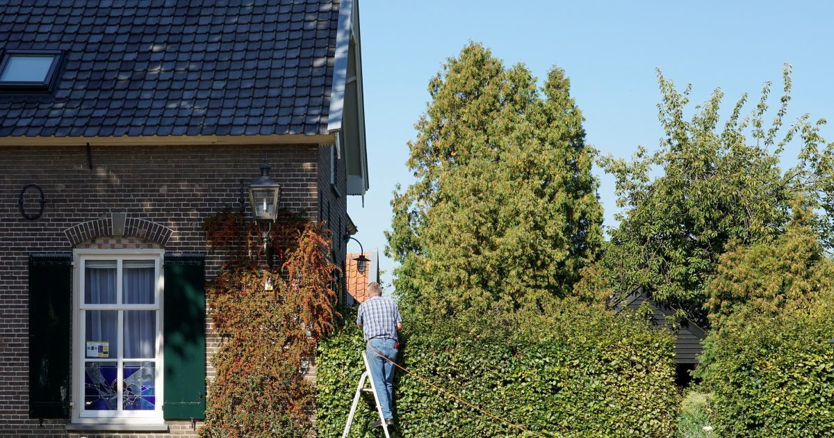 Groenemorgen Hoogeveen | Een schutting of een haag? Ga voor groen!